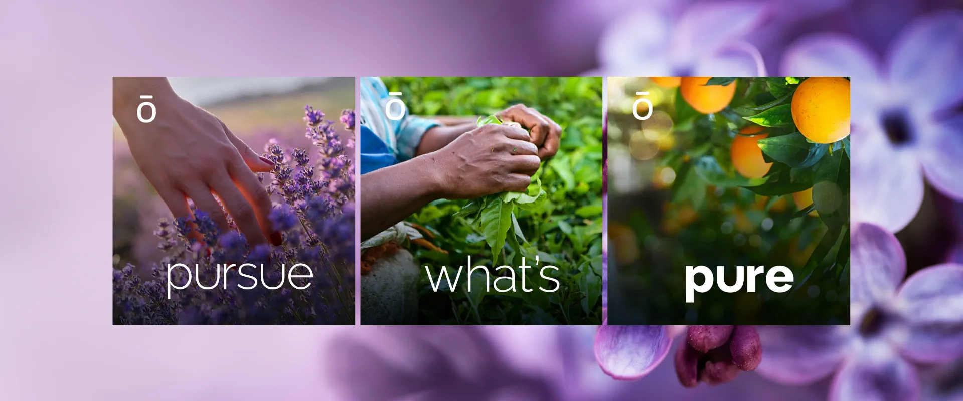 Why Pure Oils? - Essential Health NZ